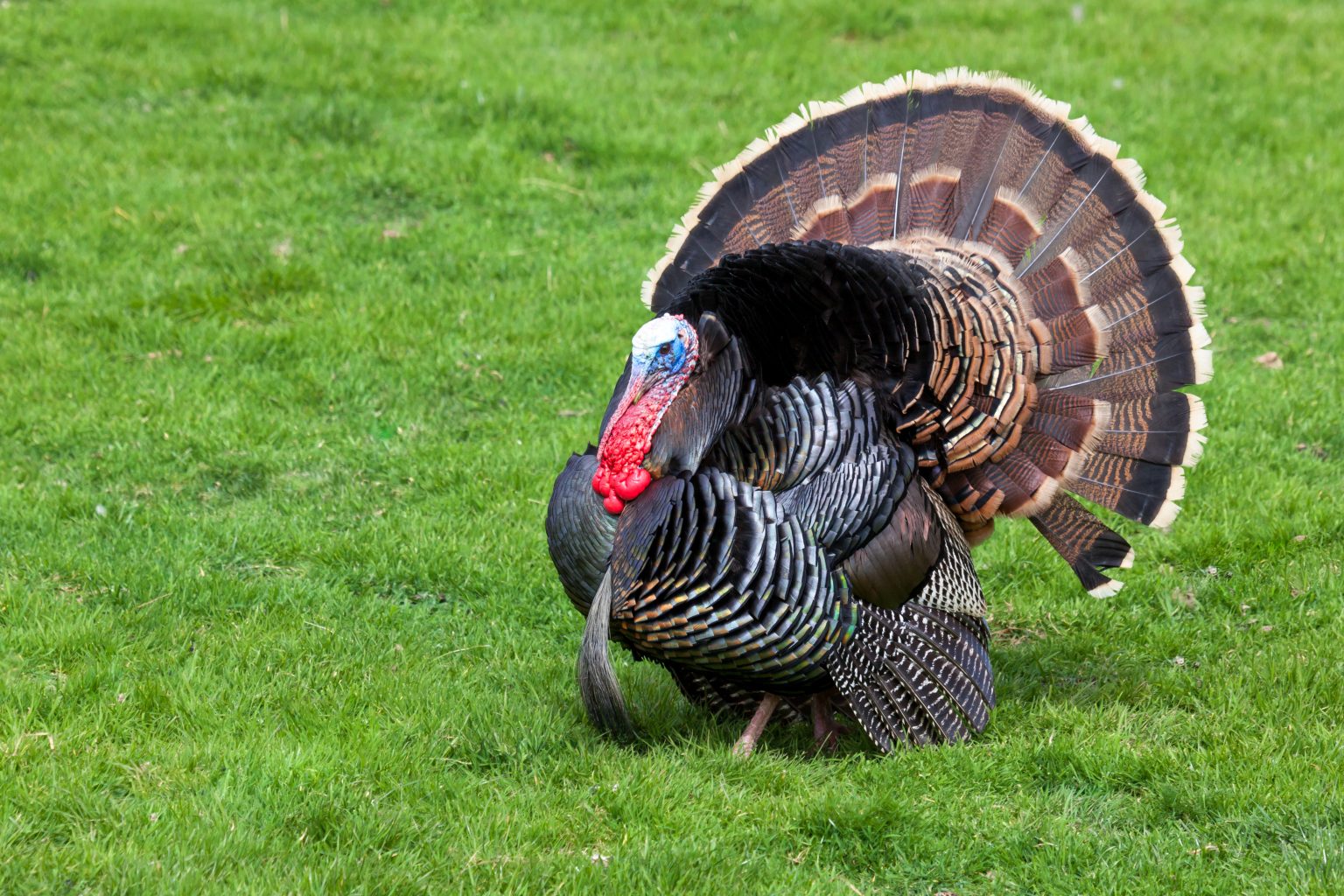 Butterball Faces Thanksgiving Boycott As PETA Resurfaces Turkey Allegations