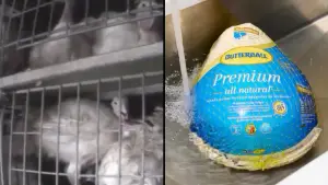 Butterball Faces Thanksgiving Boycott As PETA Resurfaces Turkey Allegations