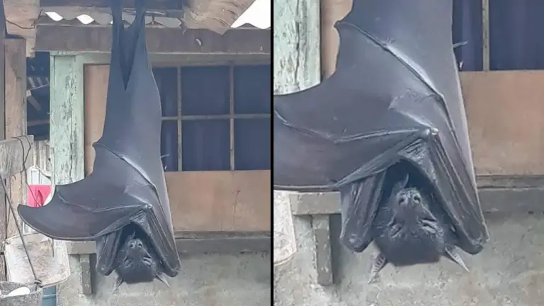 Terrifying Photo Of 'Human-Sized' Bat Is Not Actually Fake