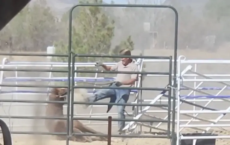 Vet Who Was Filmed 'Kicking Horse In Face' Found Dead