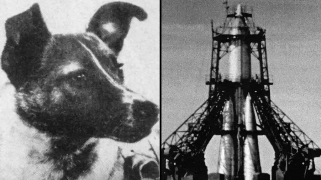 Heartbreaking Story Of Dog Who Went On One-Way Trip To Space
