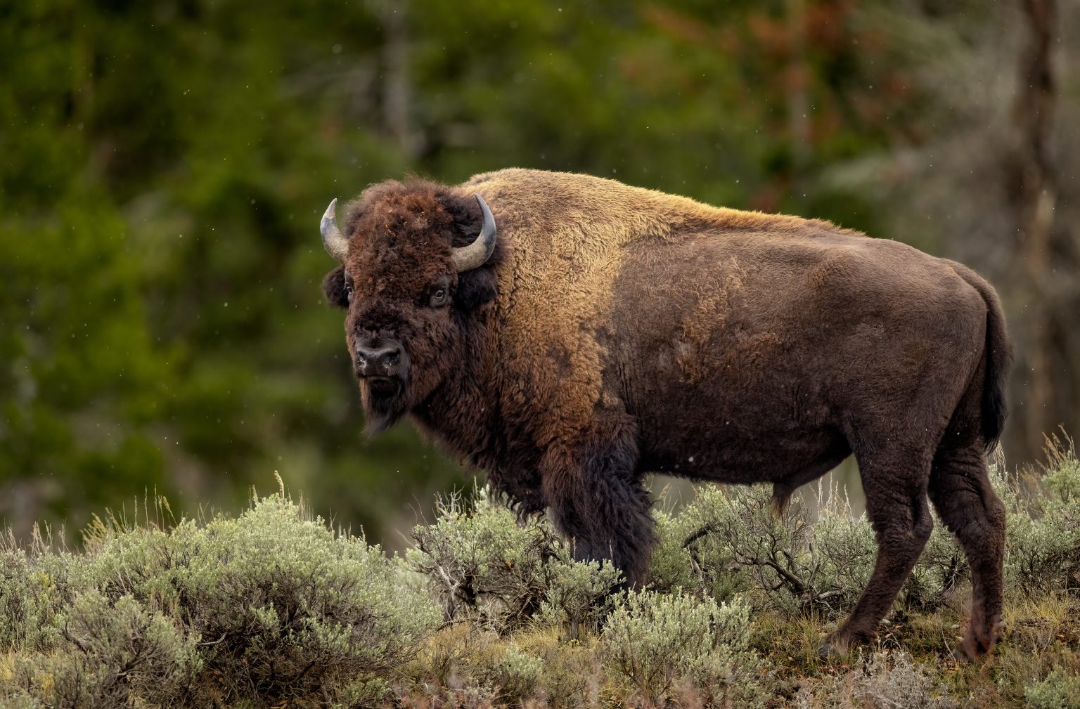 Yellowstone Bison Dies After Drowning In Boiling Spring
